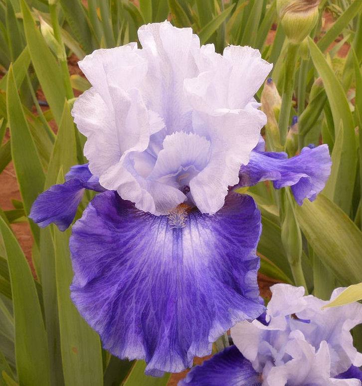 Tall Bearded Iris (Iris 'Gone Fishing') in the Irises Database - Garden.org