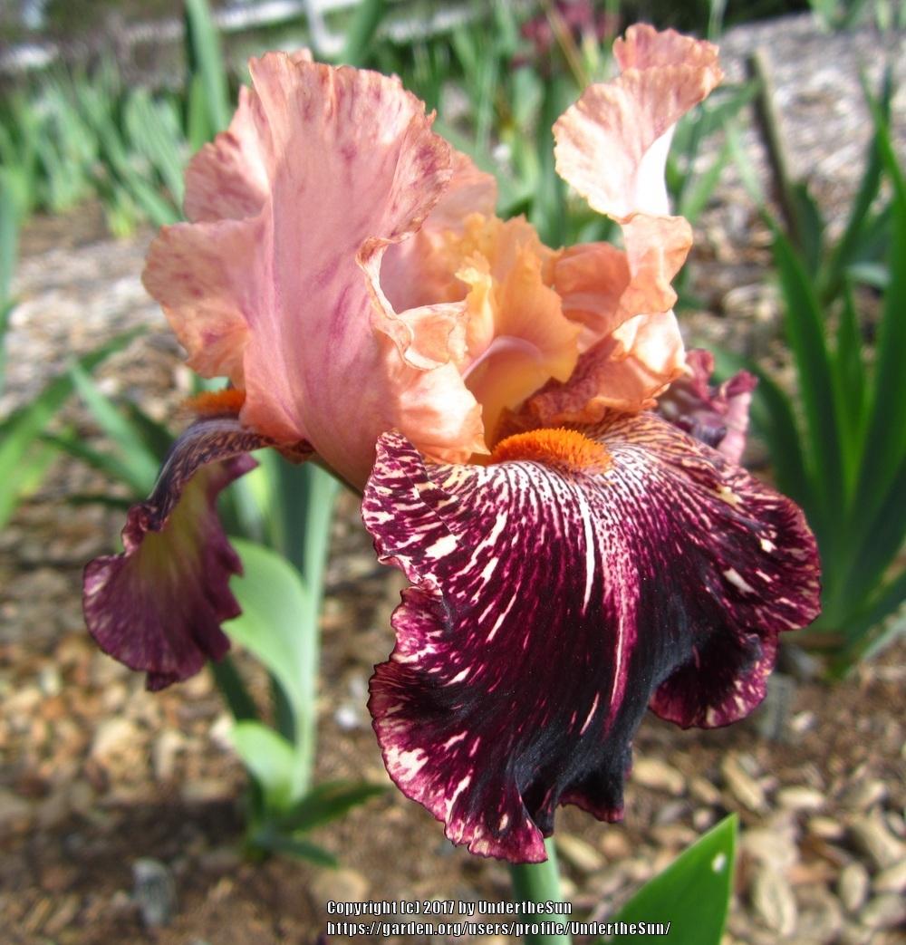 Border Bearded Iris (Iris 'Broken Border') in the Irises Database ...