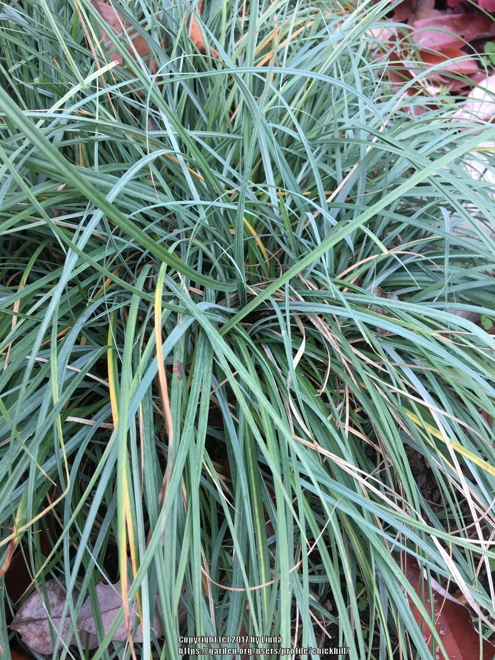 Photo of the entire plant of Blue Sedge (Carex flacca subsp. flacca ...