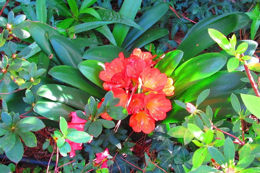 Clivias: Plant Care and Collection of Varieties - Garden.org