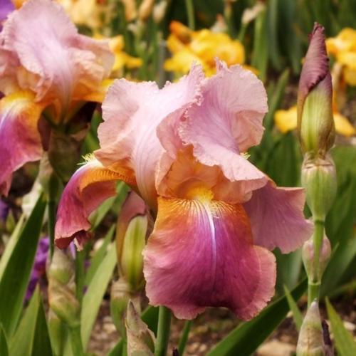 Tall Bearded Iris (Iris 'Giant Rose') in the Irises Database - Garden.org