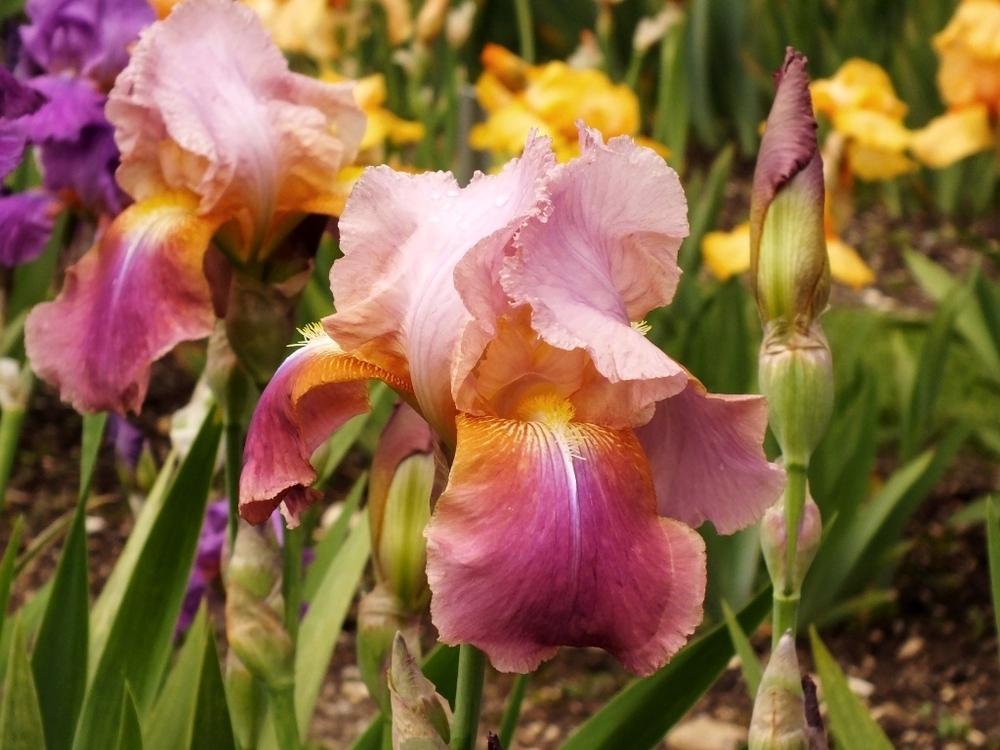 Tall Bearded Iris (Iris 'Giant Rose') in the Irises Database - Garden.org