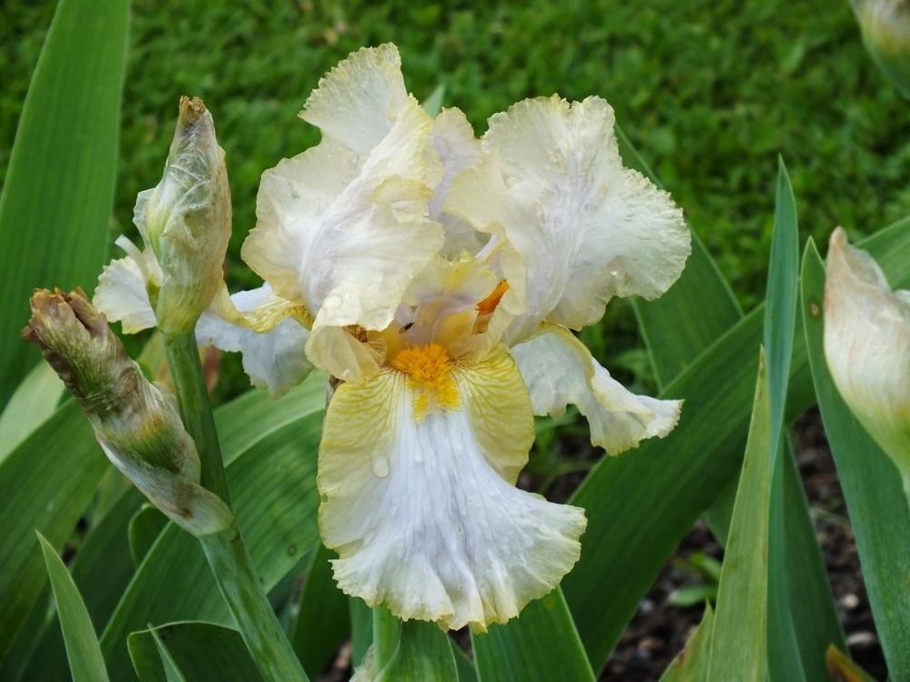 Tall Bearded Iris (Iris 'Emerald Fountain') in the Irises Database - Garden.org