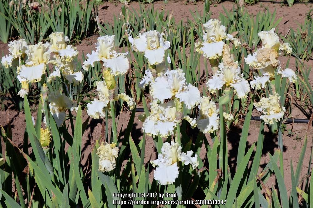 Photo of the bloom of Tall Bearded Iris (Iris 'Absolute Truth') posted ...