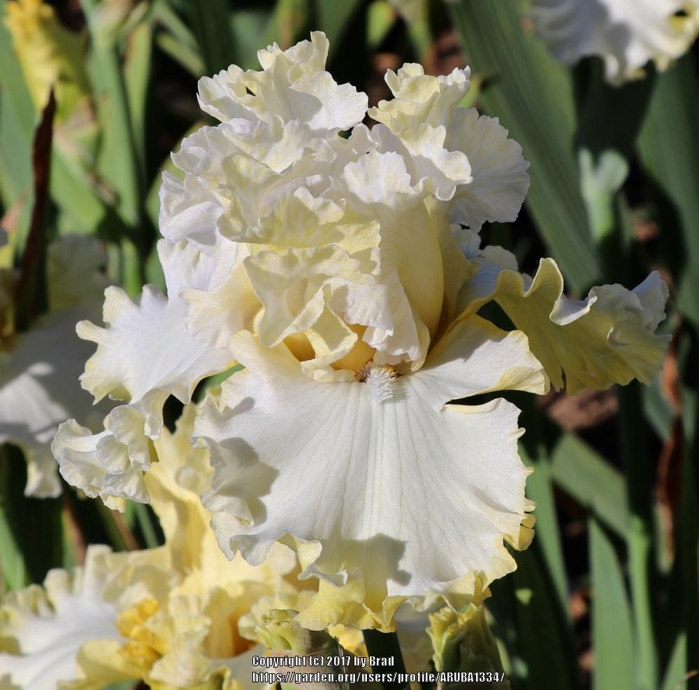 Photo of the bloom of Tall Bearded Iris (Iris 'Absolute Truth') posted ...