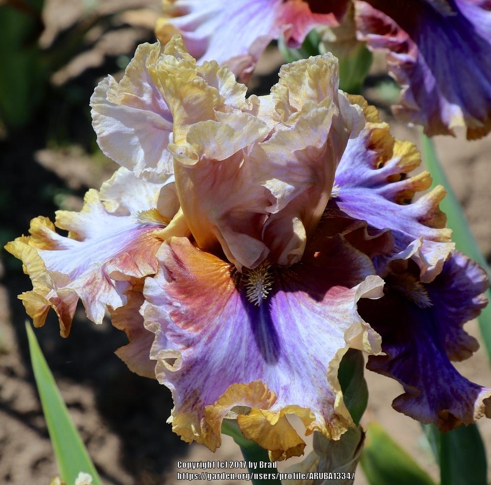 Photo of the bloom of Tall Bearded Iris (Iris 'Panjandrum') posted by ARUBA1334 - Garden.org