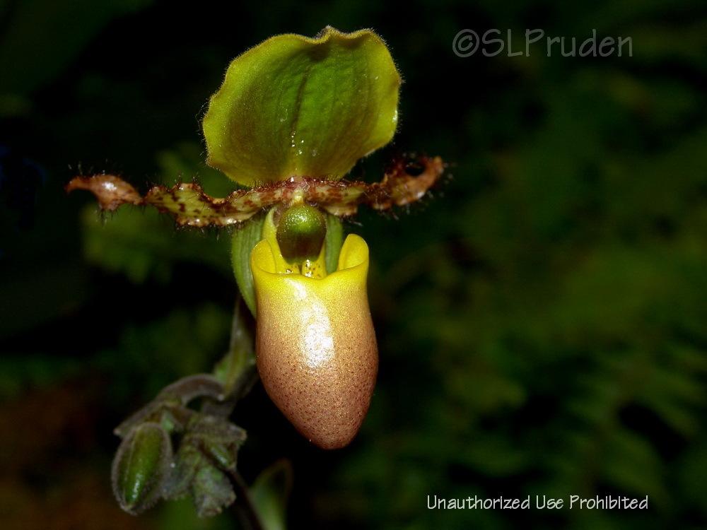 Orchid (Paphiopedilum primulinum var. purpurascens) - Garden.org