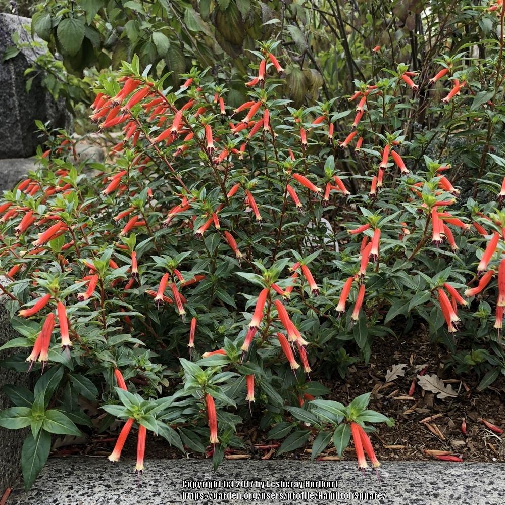 Photo of the entire plant of Large Firecracker Plant (Cuphea ...