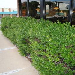 Inkberry (Ilex glabra 'Compacta') in the Ilex Database - Garden.org