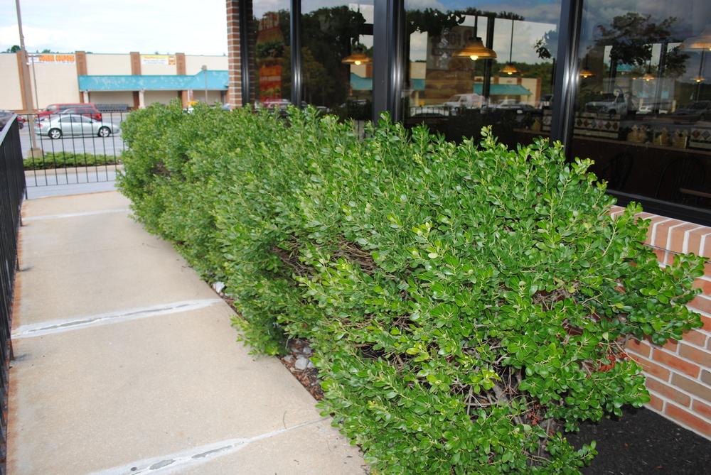 Photo of the entire plant of Inkberry (Ilex glabra 'Compacta') posted ...
