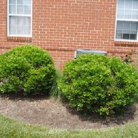 Photo of the entire plant of Inkberry (Ilex glabra 'Compacta') posted ...