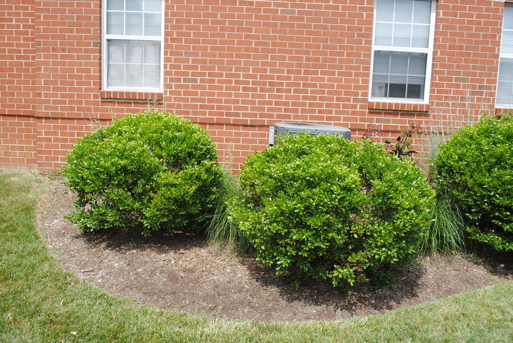 Photo of the entire plant of Inkberry (Ilex glabra 'Compacta') posted ...