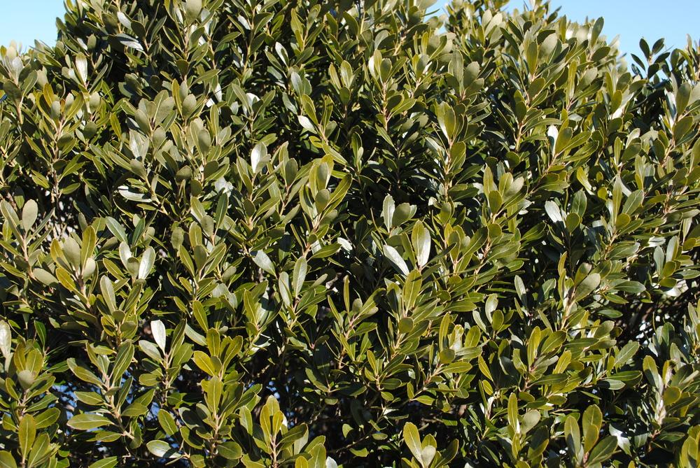 Photo of the leaves of Inkberry (Ilex glabra 'Compacta') posted by ...