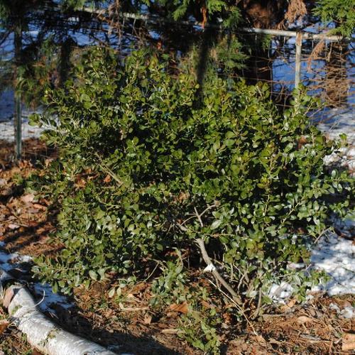 Inkberry (Ilex glabra 'Densa') in the Ilex Database - Garden.org