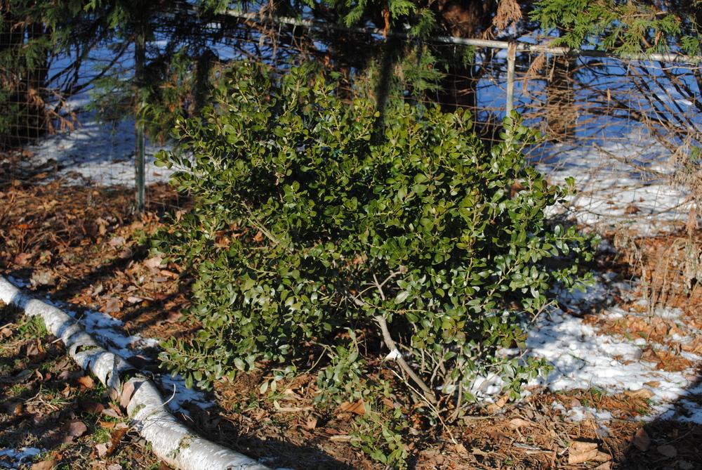 Photo of the entire plant of Inkberry (Ilex glabra 'Densa') posted by ...