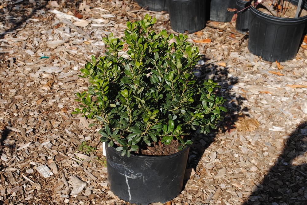 Photo of the entire plant of Inkberry (Ilex glabra 'Compacta') posted ...