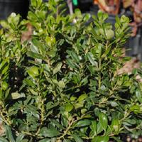 Photo of the leaves of Inkberry (Ilex glabra 'Compacta') posted by ...
