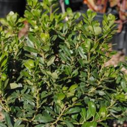 Inkberry (Ilex glabra 'Compacta') in the Ilex Database - Garden.org
