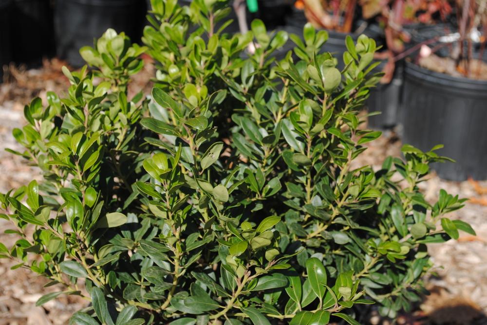 Photo of the leaves of Inkberry (Ilex glabra 'Compacta') posted by ...