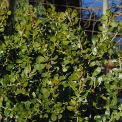 Inkberry (Ilex glabra 'Densa') in the Ilex Database - Garden.org