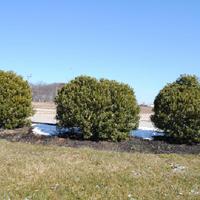Photo of the entire plant of Inkberry (Ilex glabra 'Compacta') posted ...