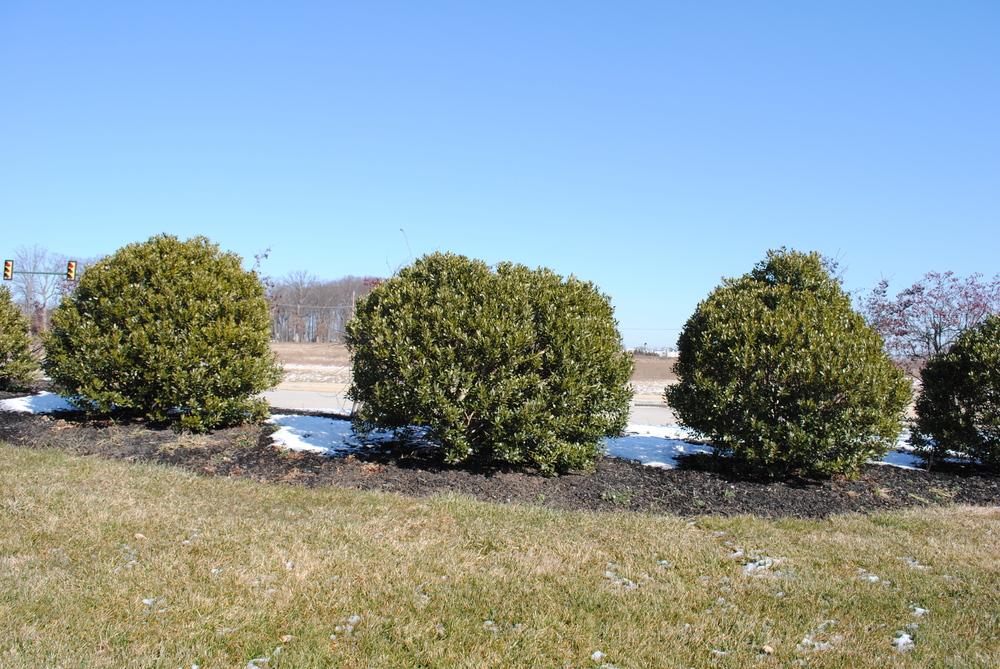 Photo of the entire plant of Inkberry (Ilex glabra 'Compacta') posted ...
