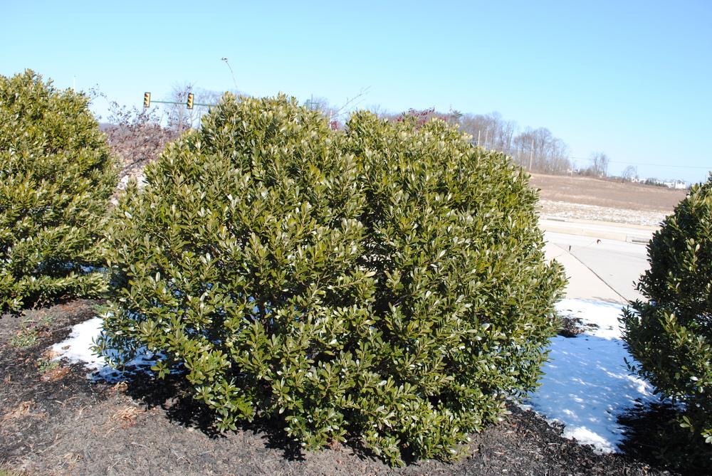 Photo of the entire plant of Inkberry (Ilex glabra 'Compacta') posted ...