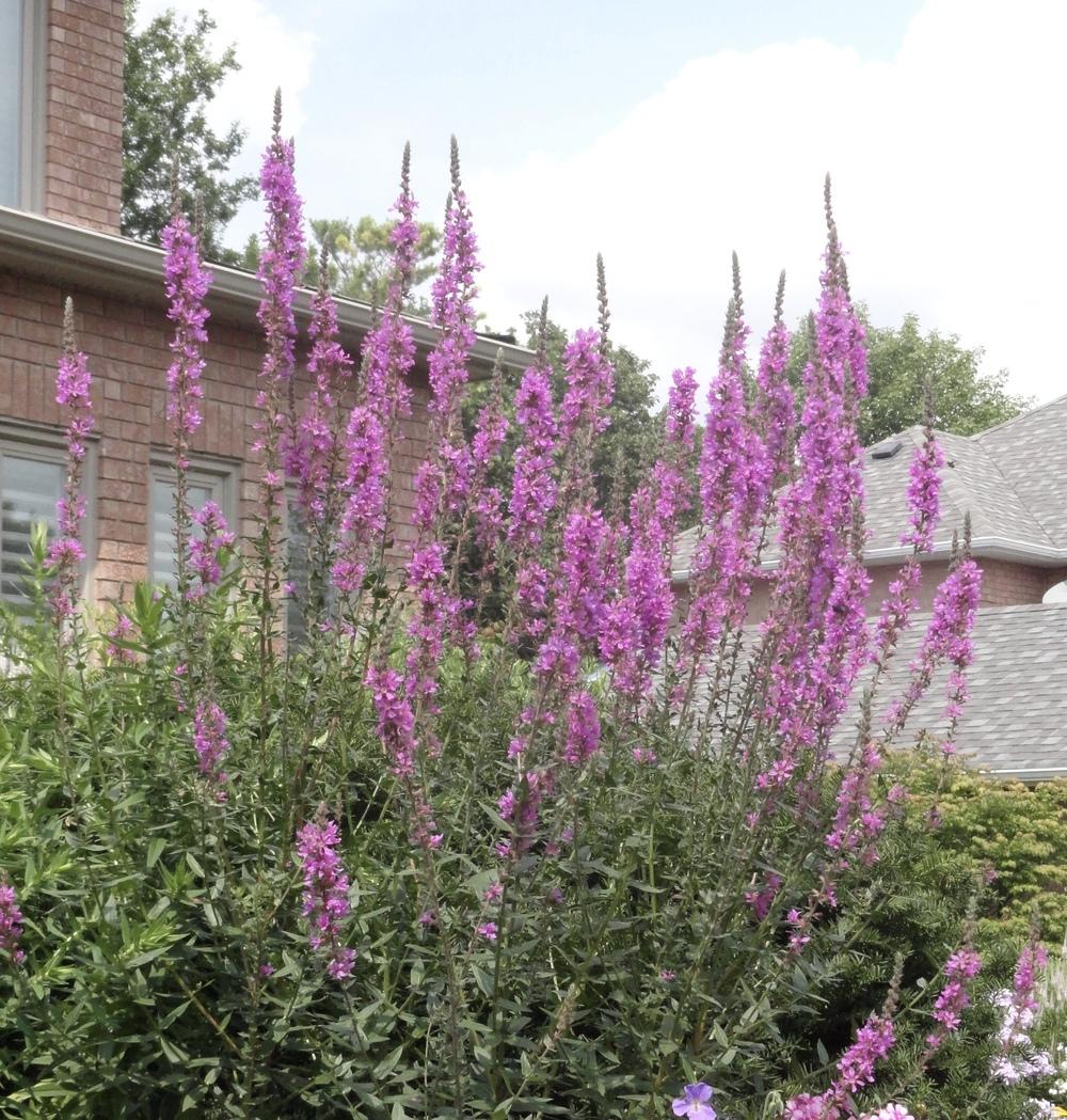 Purple Loosestrife (Lythrum virgatum 'Rosy Gem') - Garden.org