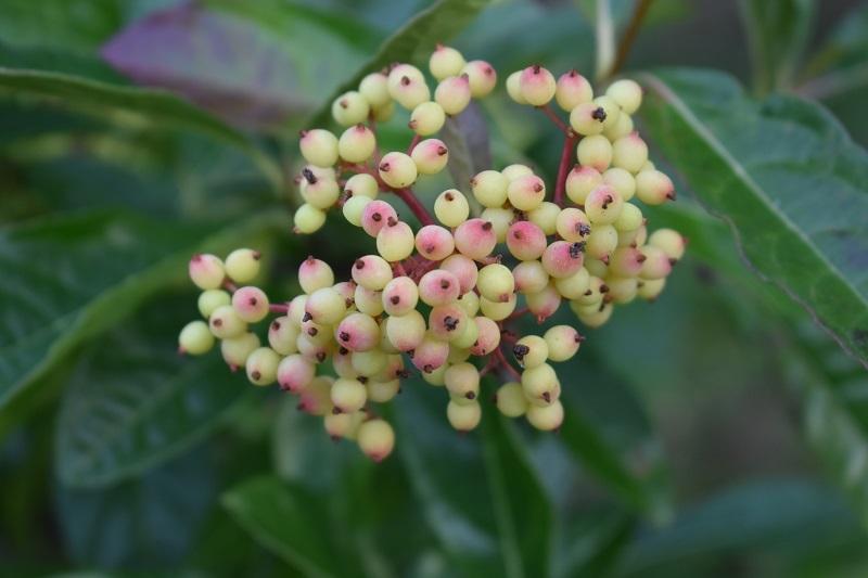 Viburnums: Plant Care and Collection of Varieties - Garden.org