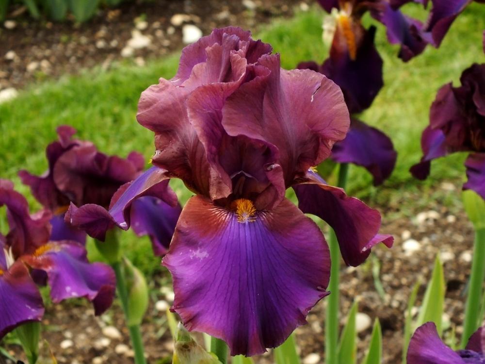 Photo of the bloom of Tall Bearded Iris (Iris 'Pagan') posted by ...