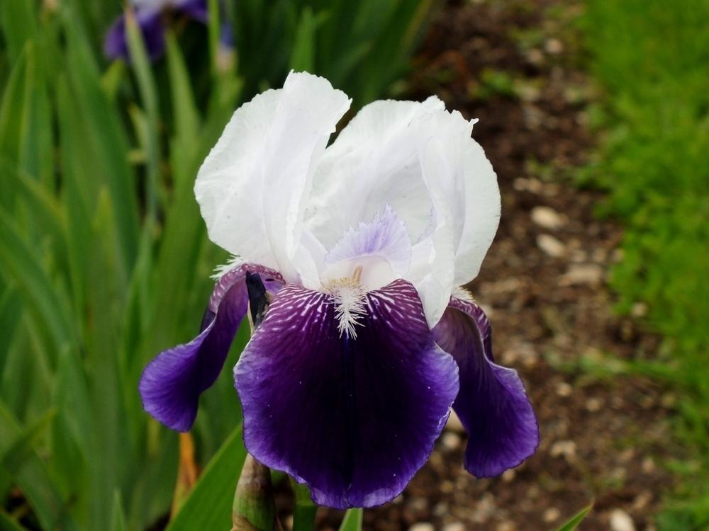 Tall Bearded Iris (Iris 'Elizabeth Noble') in the Irises Database ...