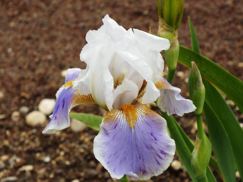 Tall Bearded Iris (Iris 'Alpine Meadow') in the Irises Database ...