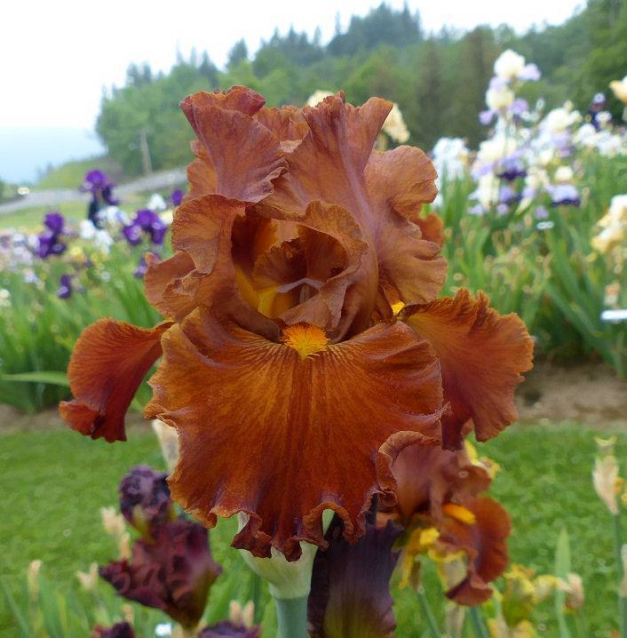 Photo of the bloom of Tall Bearded Iris (Iris 'Loco Coco') posted by ...