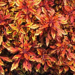 Coleus (Coleus scutellarioides Fancy Feathers™ Copper) in the Coleus ...