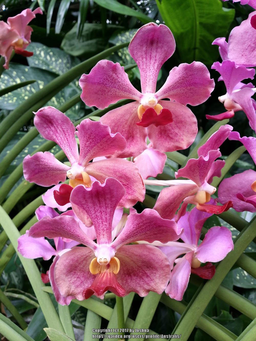 Orchid (Papilionanda Usha) - Garden.org