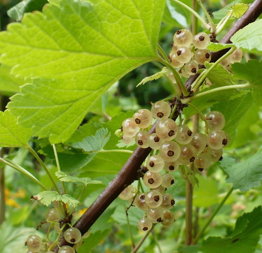 White Currant (Ribes rubrum 'Versailles Blanche') in the Currants and ...