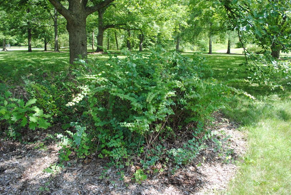 Photo of the entire plant of Coralberry (Symphoricarpos orbiculatus ...