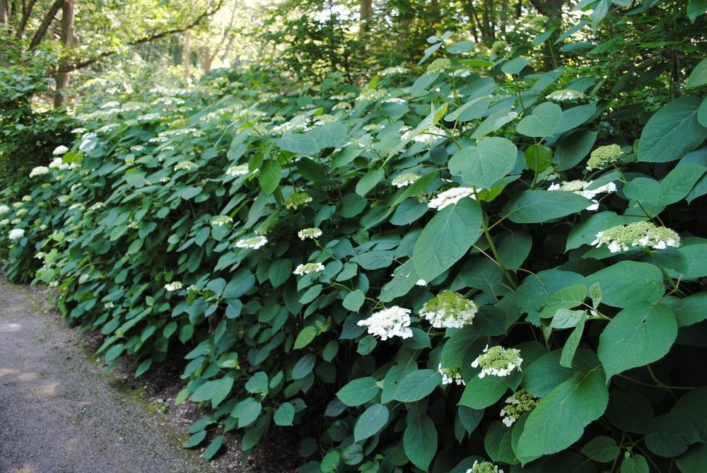 Photo of the entire plant of Smooth Hydrangea (Hydrangea arborescens ...