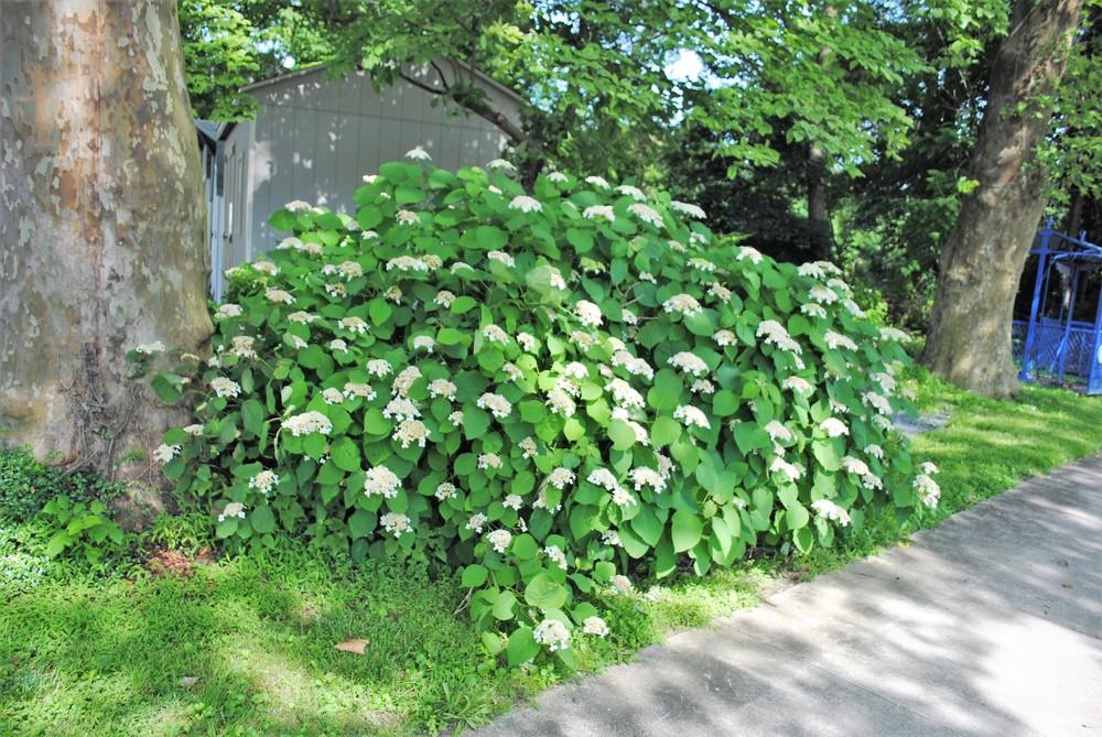 Photo of the entire plant of Smooth Hydrangea (Hydrangea arborescens ...