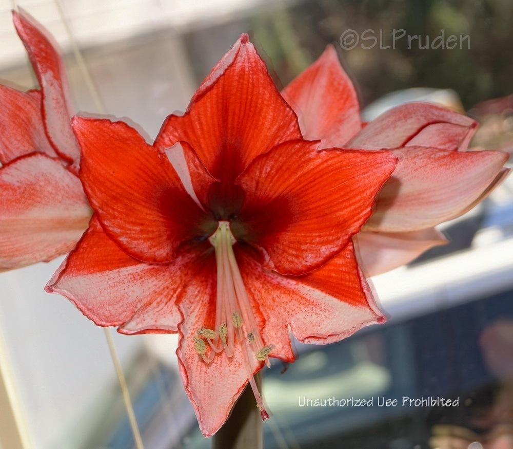 Photo of the bloom of Amaryllis (Hippeastrum 'Charisma') posted by ...