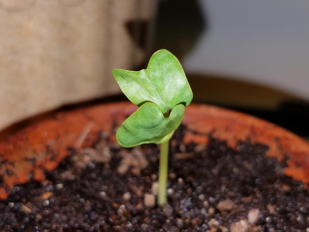 Photo of the seedling or young plant of Hedge Bindweed (Calystegia ...