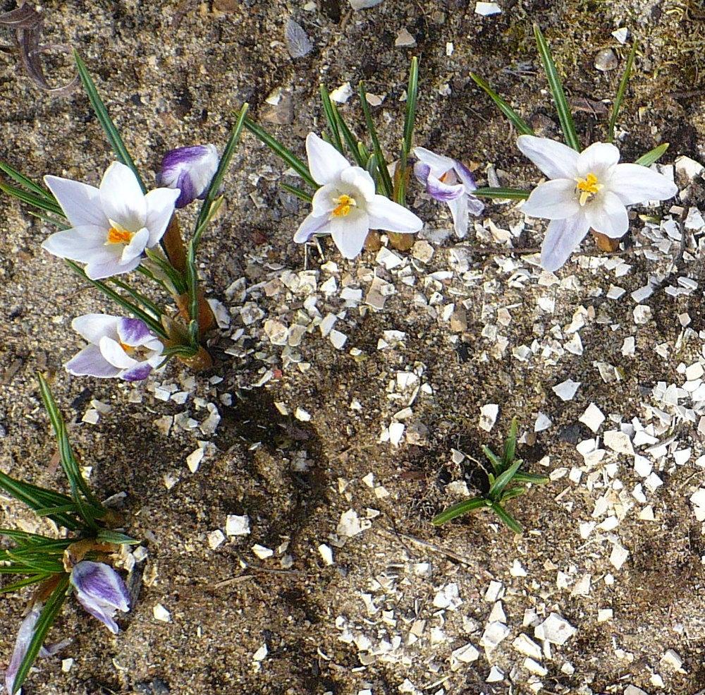 Photo of the entire plant of Snow Crocus (Crocus chrysanthus ...