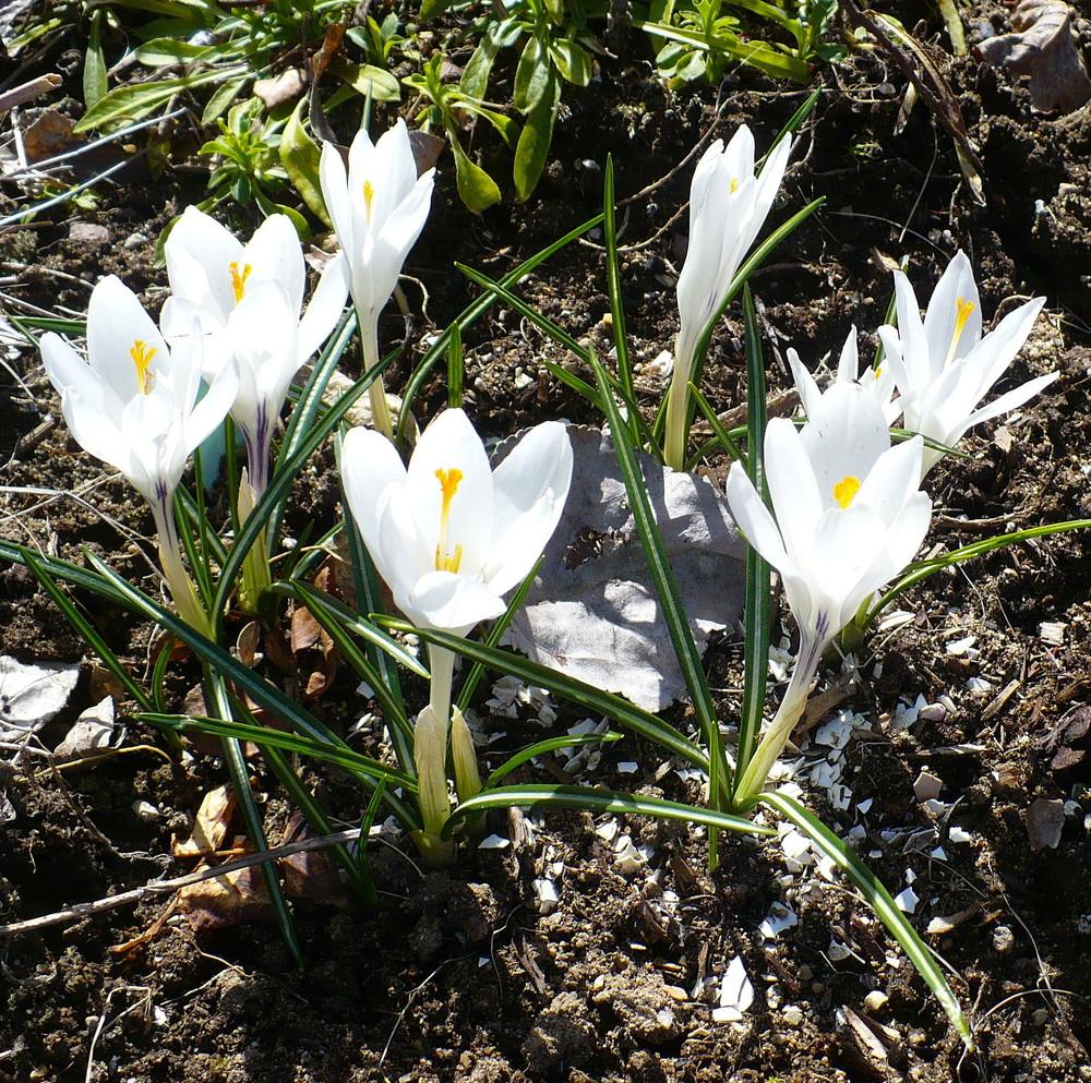 Crocus: Plant Care and Collection of Varieties - Garden.org