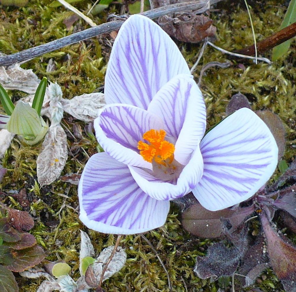 Crocus: Plant Care and Collection of Varieties - Garden.org