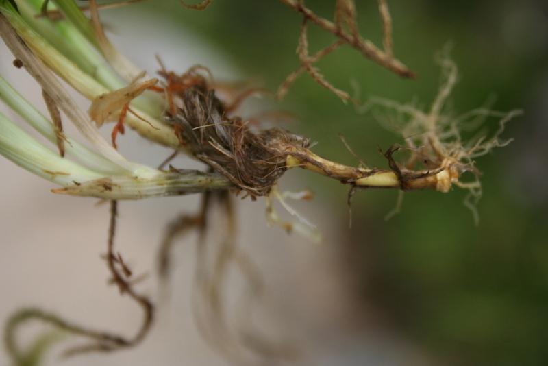 Photo of the roots of Bog Asphodel (Narthecium ossifragum) posted by ...
