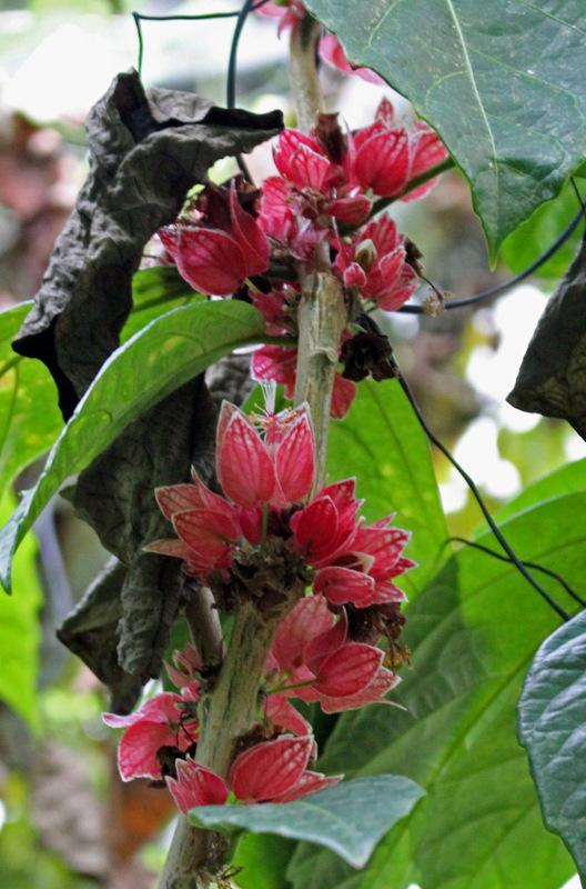 Shell Flower (Pavonia strictiflora) in the Shell Flowers (Pavonia ...