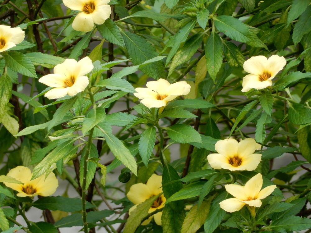 Beach Buttercup (Turnera ulmifolia 'Alba') - Garden.org