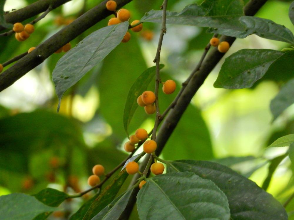 Ficus ampelos - Garden.org