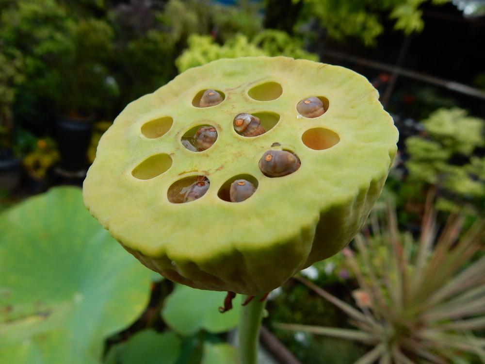 Photo of the fruit of Lotus (Nelumbo nucifera 'Pink Bowl') posted by ...