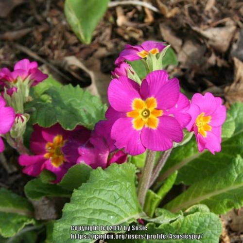 Primrose (Primula Crescendo® Pink & Rose Shades) in the Primroses ...